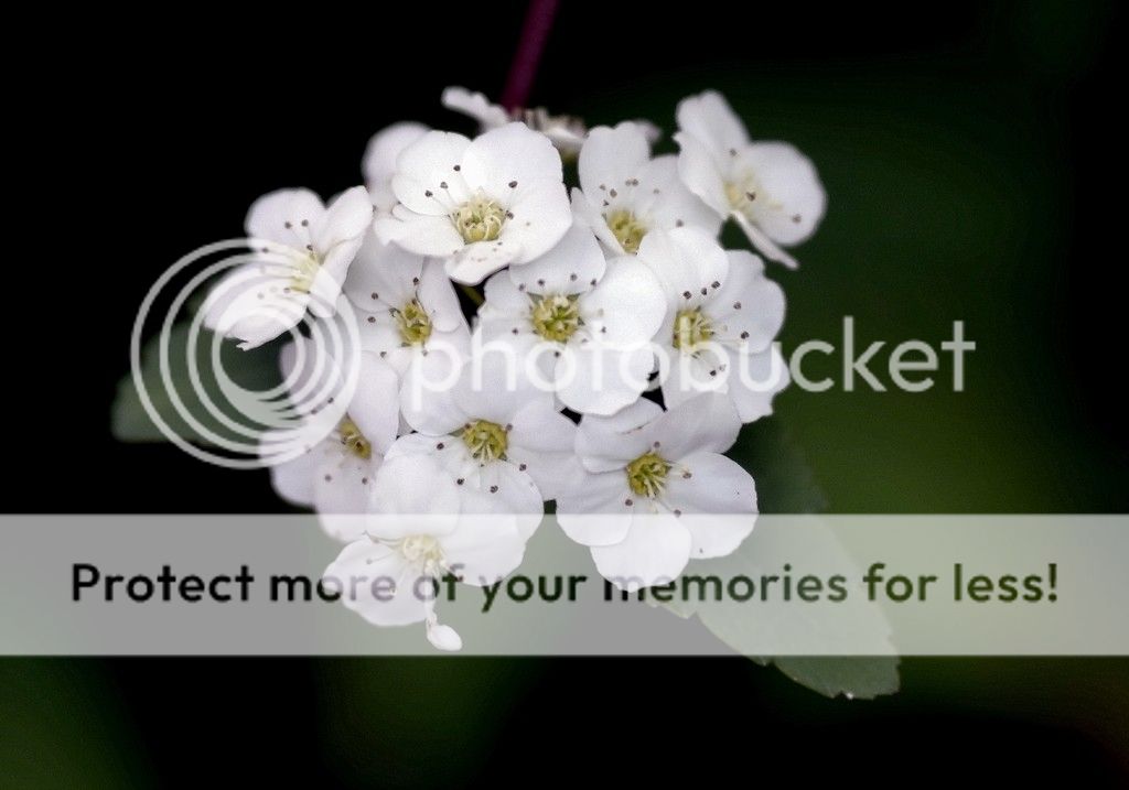 Tiny White Flowers - PentaxForums.com